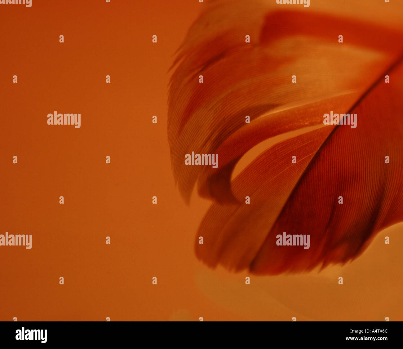 Dyed feather hi-res stock photography and images - Alamy