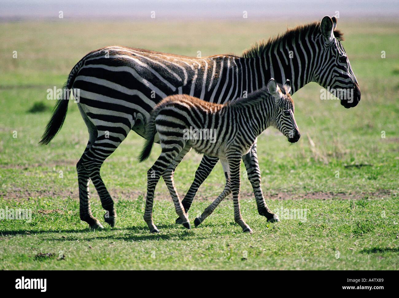 Female Common Zebra and foal Ngorongoro Crater Tanzania East Africa ...