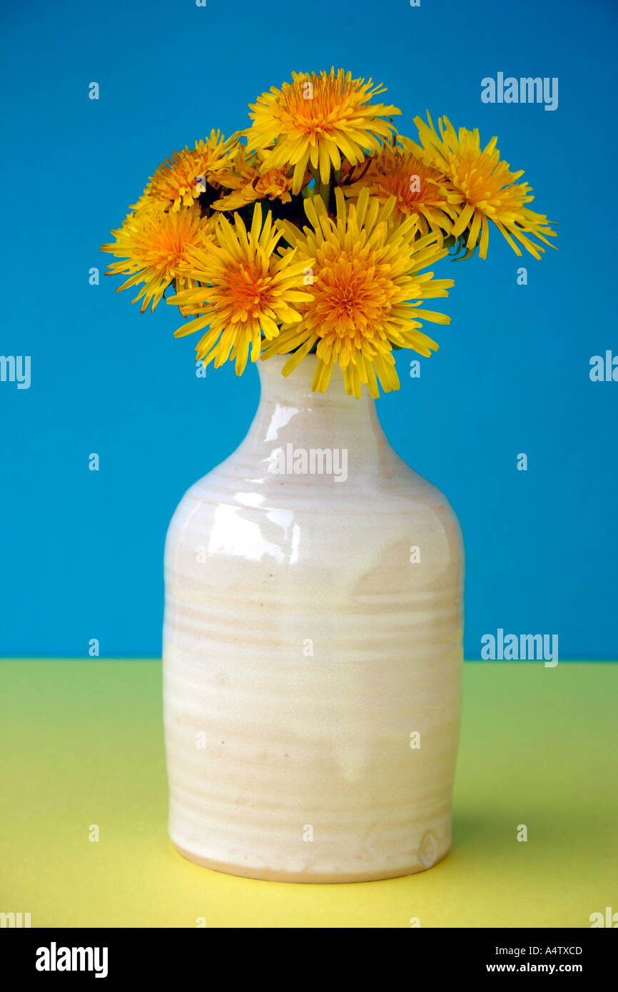 Dandelion flowers in a vase Stock Photo - Alamy