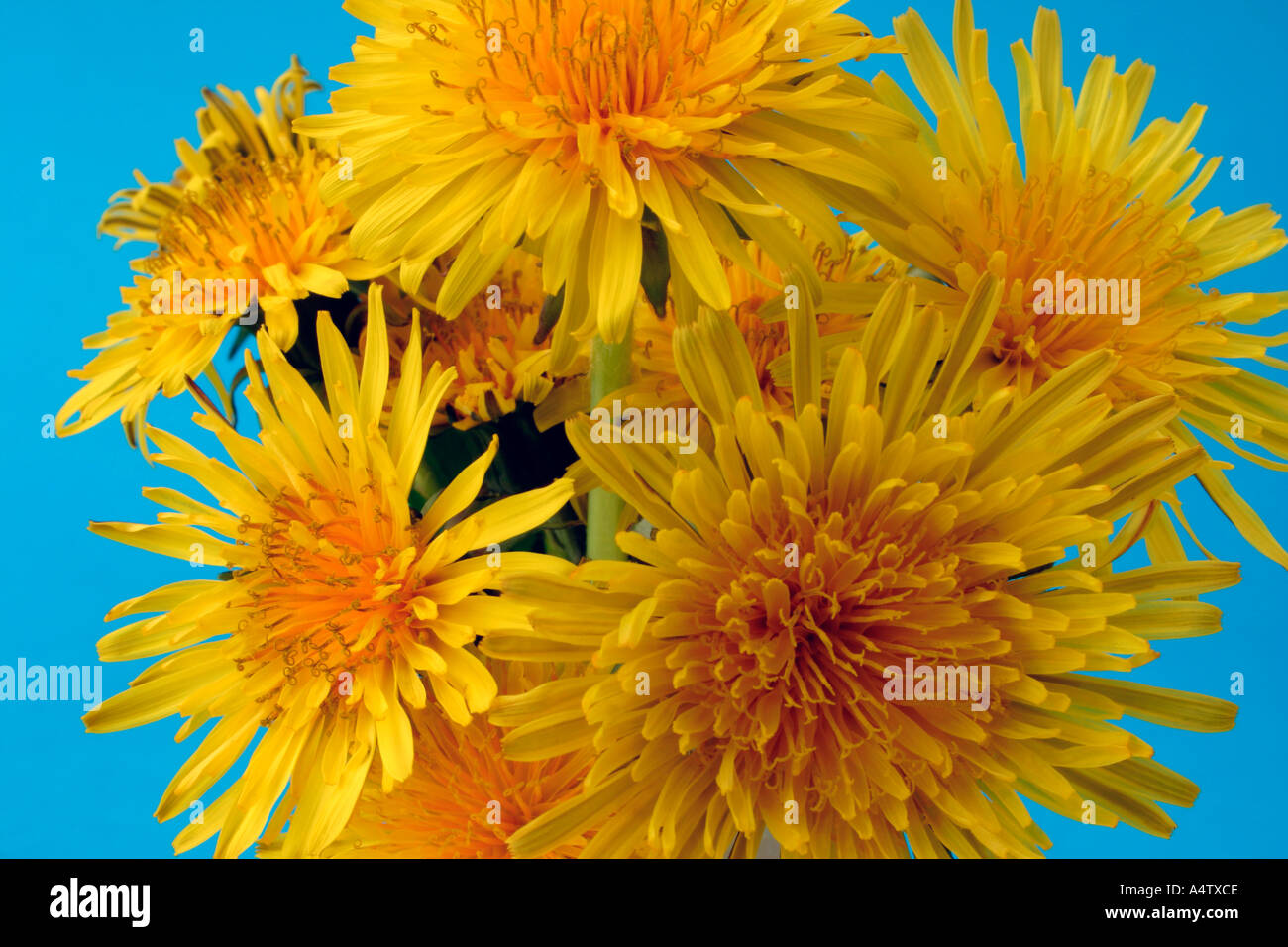 Cheerful golden yellow spring flowers hi-res stock photography and ...
