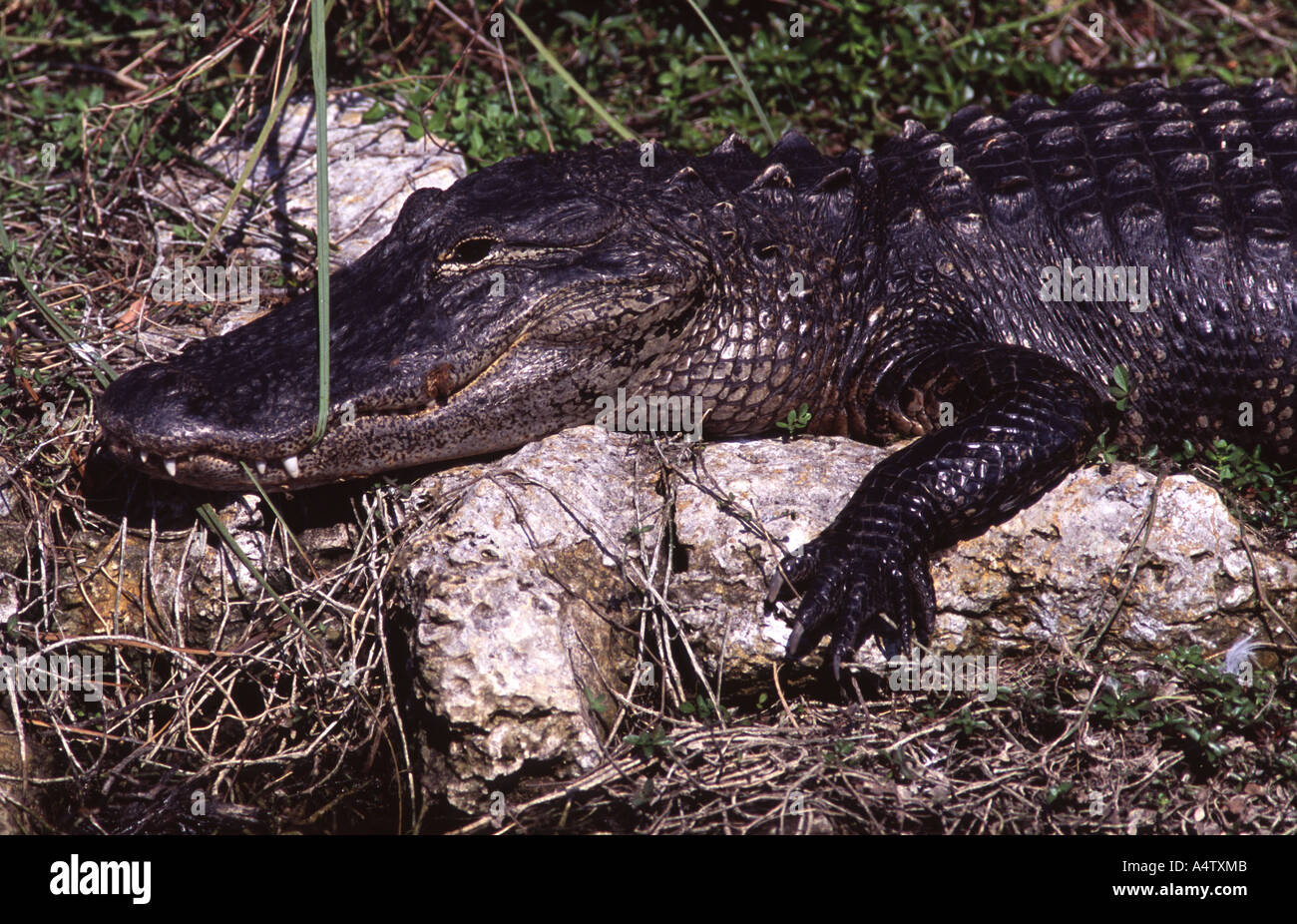 Alligator death roll hi-res stock photography and images - Alamy