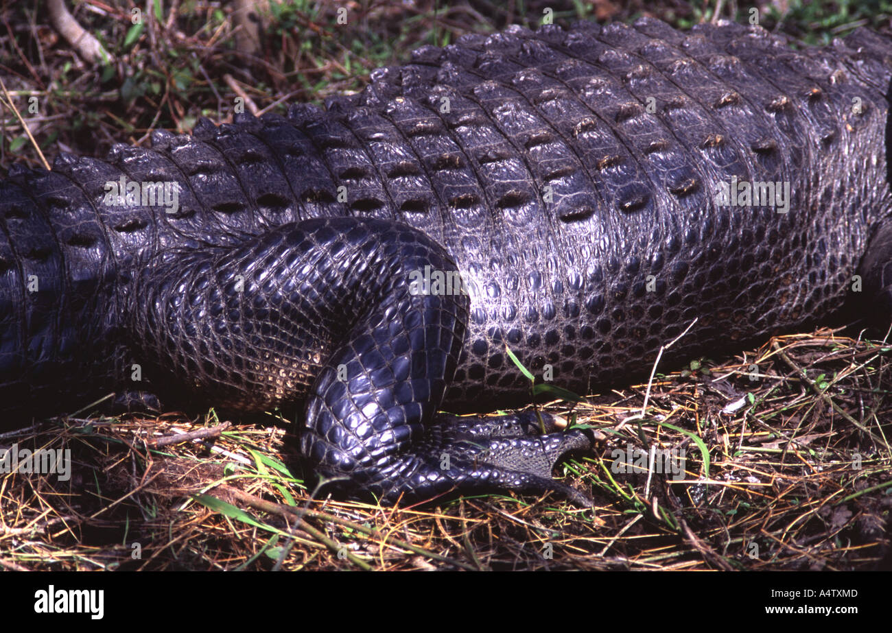 Muzzle alligator hi-res stock photography and images - Alamy