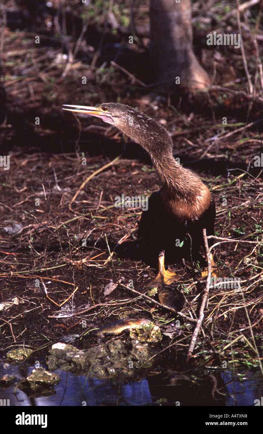 Snake Bird, Anhinga anhinga Stock Photo - Alamy