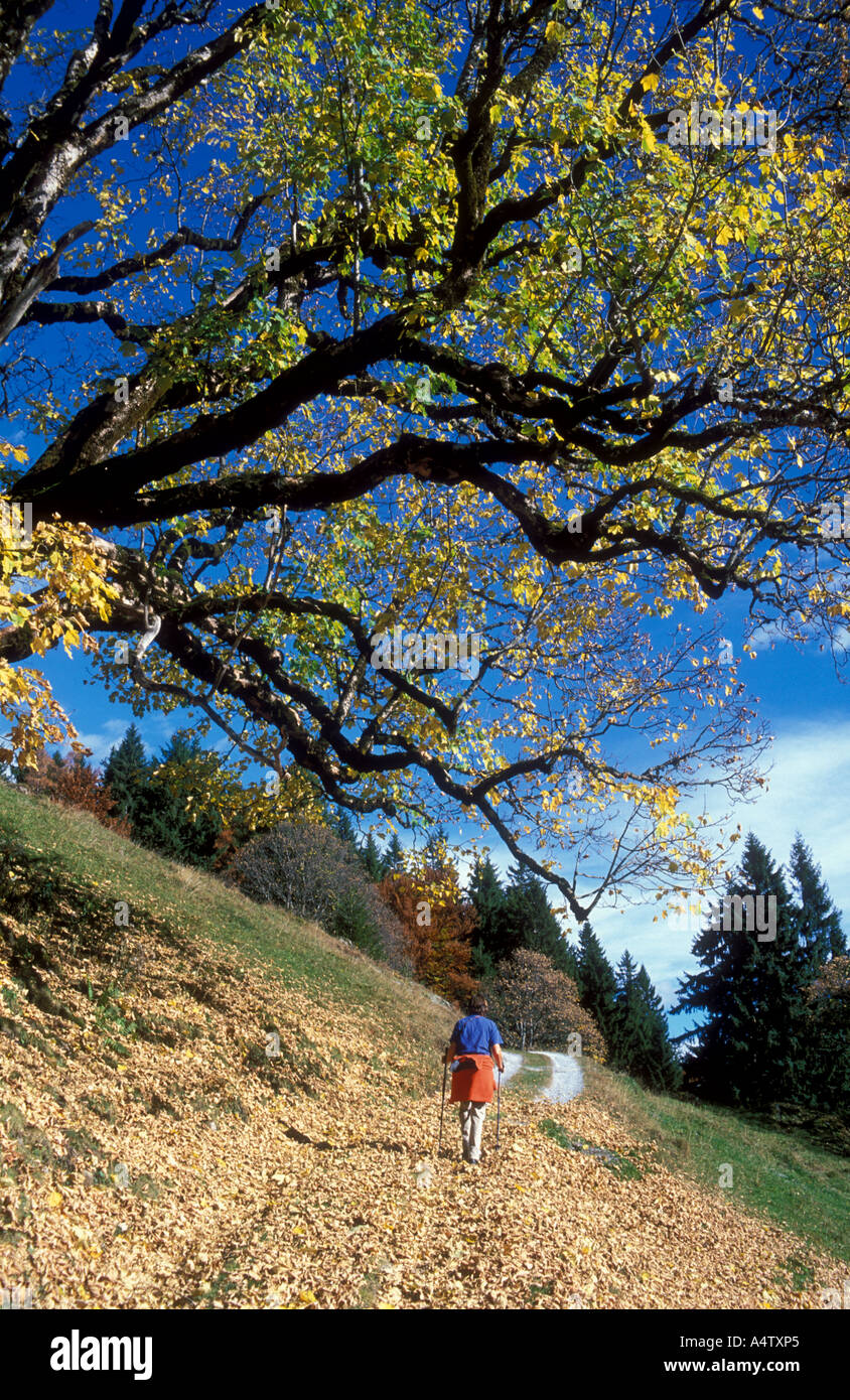 Under maple tree hi-res stock photography and images - Alamy