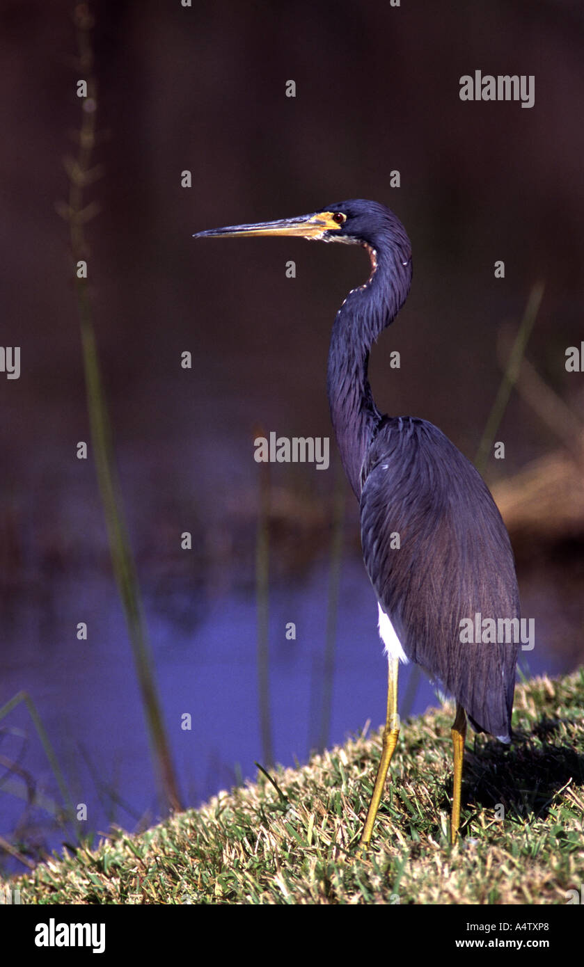 Little blue heron 4 hi-res stock photography and images - Alamy