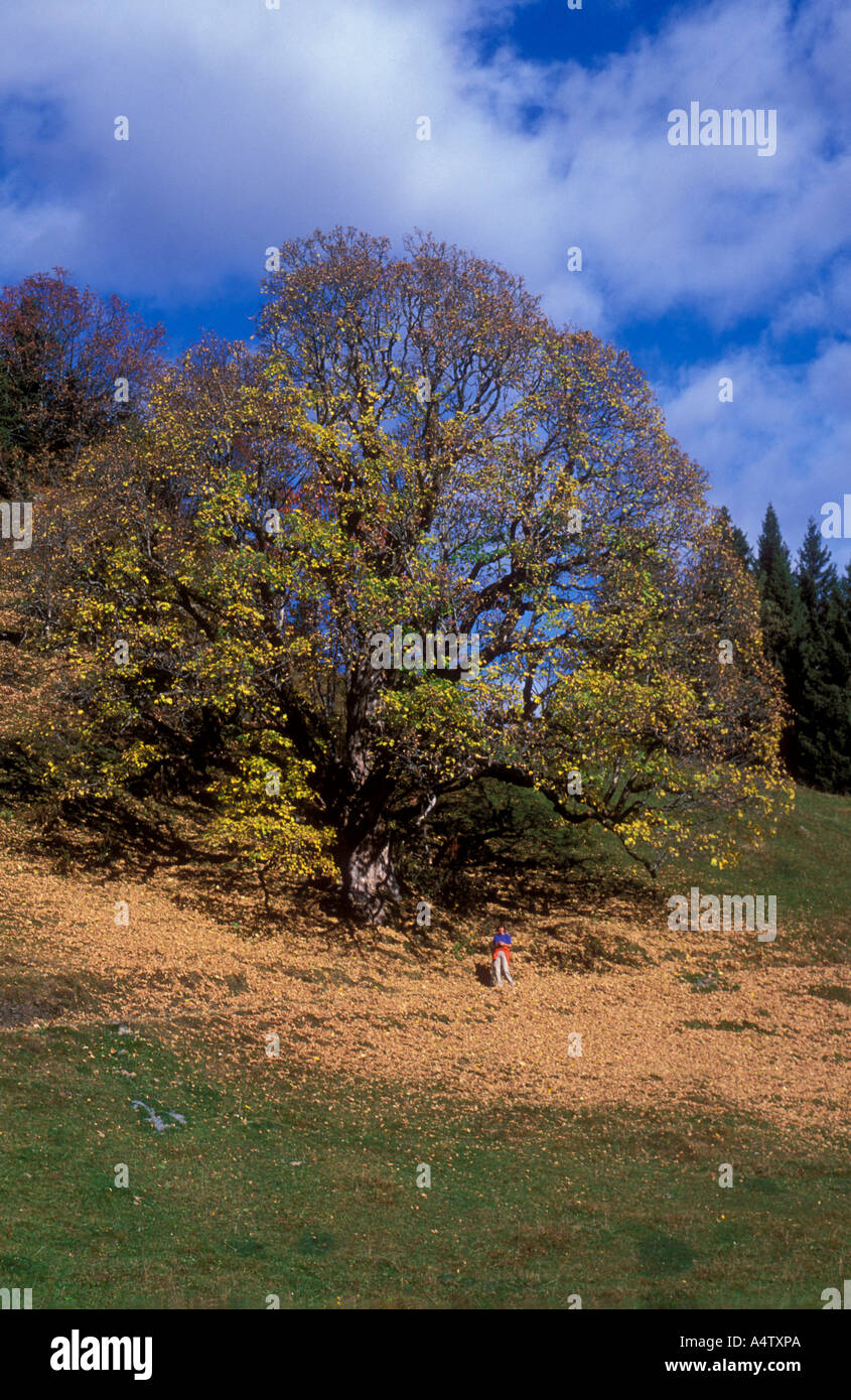 Under maple tree hi-res stock photography and images - Alamy