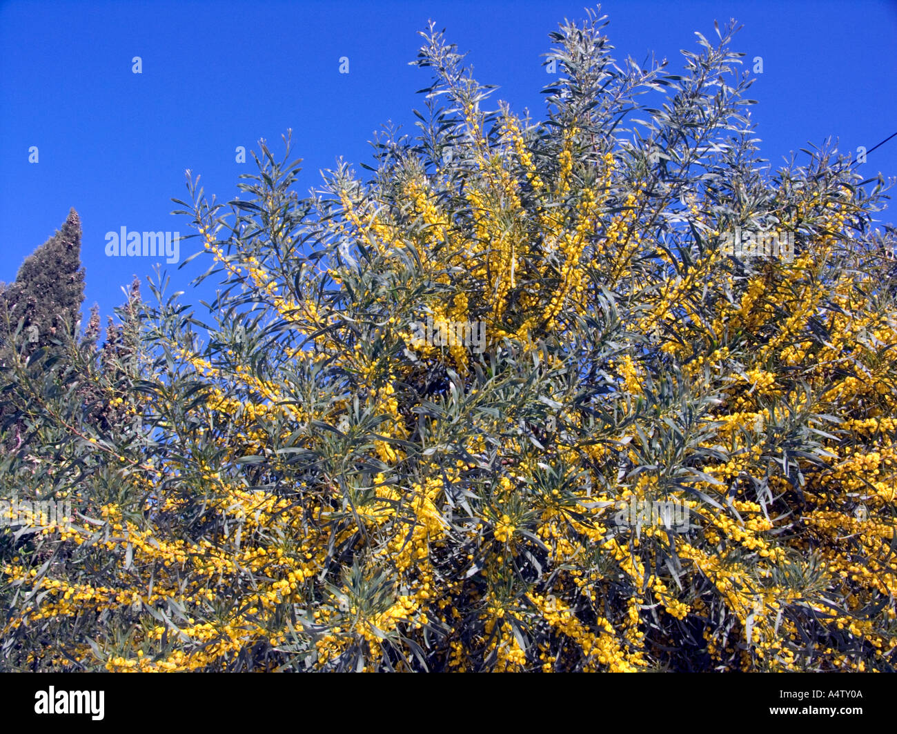 Mimosa or Golden Wattle tree (Acacia saligna) in flower , also known as ...