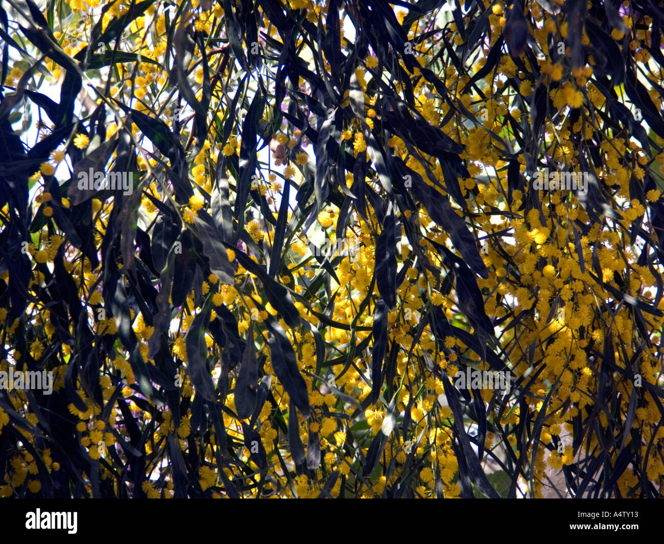 Mimosa or Golden Wattle tree (Acacia saligna) in flower , also known as ...