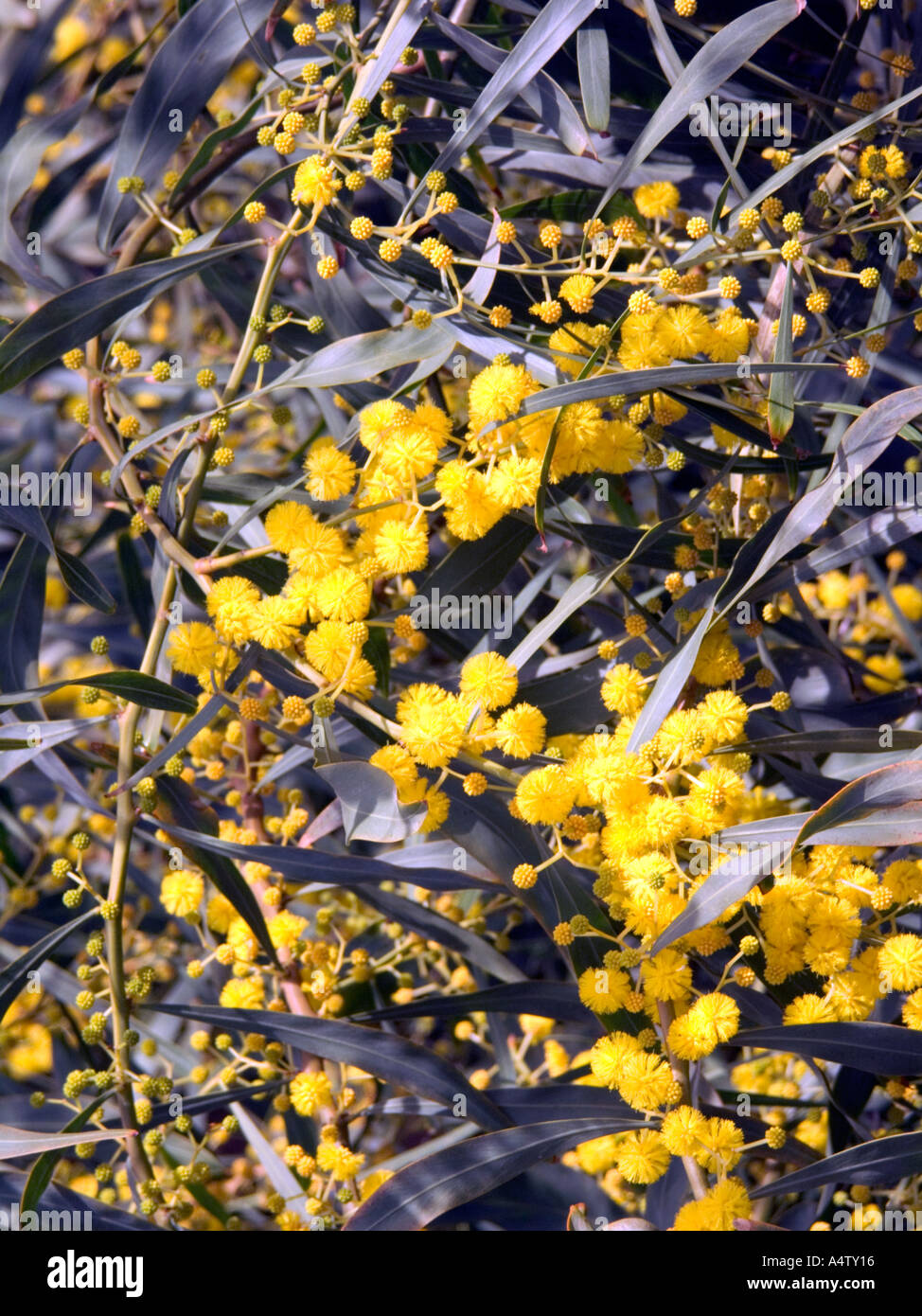 Mimosa or Golden Wattle tree (Acacia saligna) in flower , also known as ...