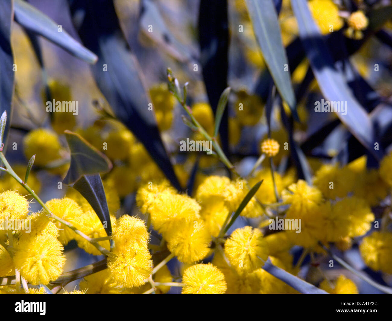 Mimosa or Golden Wattle tree (Acacia saligna) in flower , also known as ...