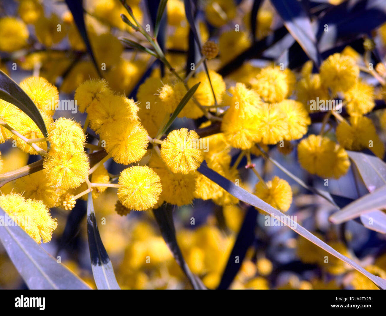 Mimosa or Golden Wattle tree (Acacia saligna) in flower , also known as ...