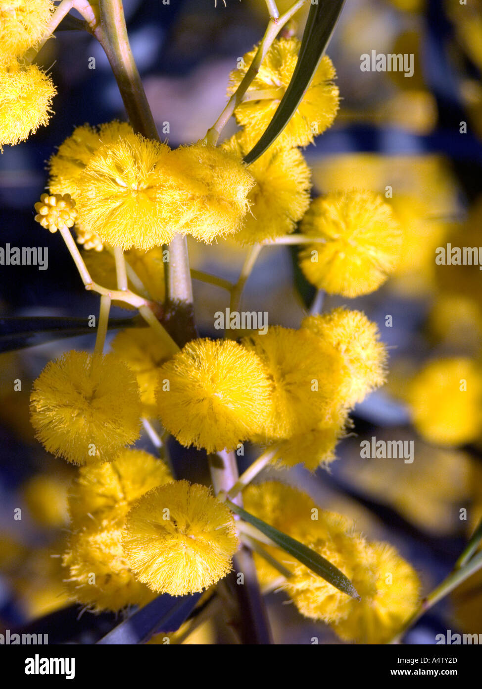 Mimosa or Golden Wattle tree (Acacia saligna) in flower , also known as ...
