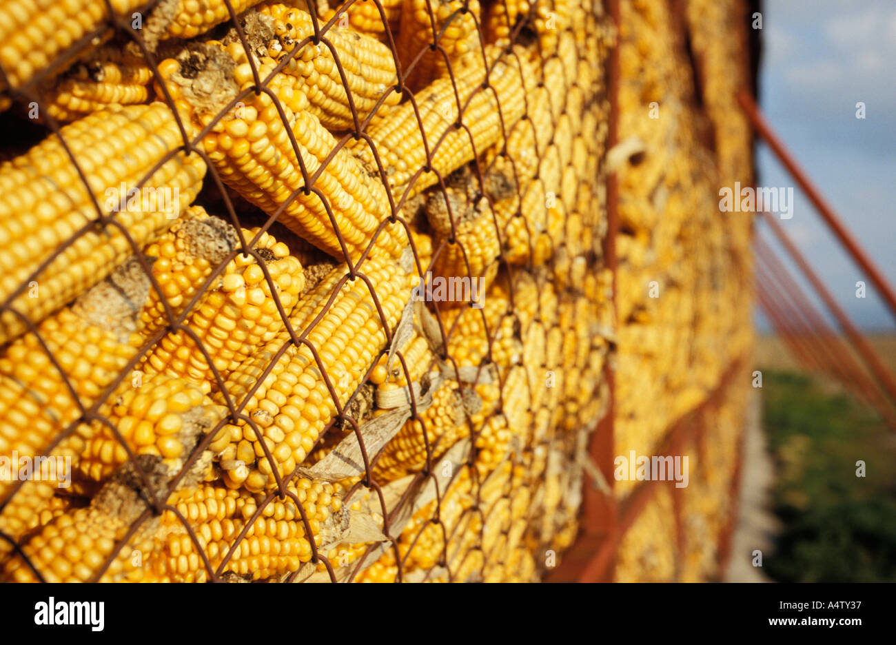 Corn storage and drying Alsace France Stock Photo - Alamy