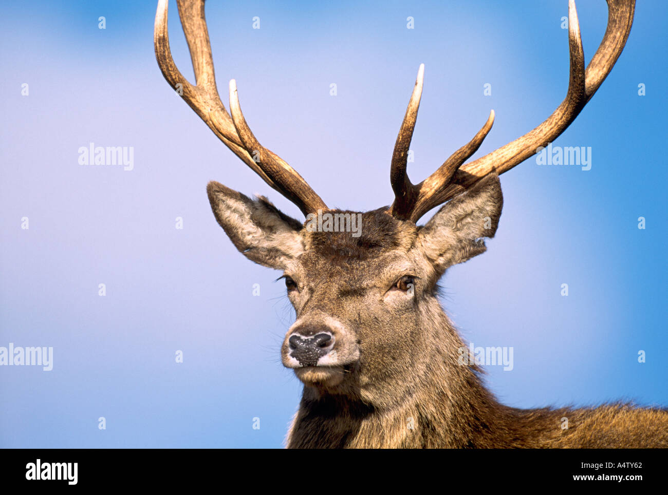 Stag head cut out hi-res stock photography and images - Alamy