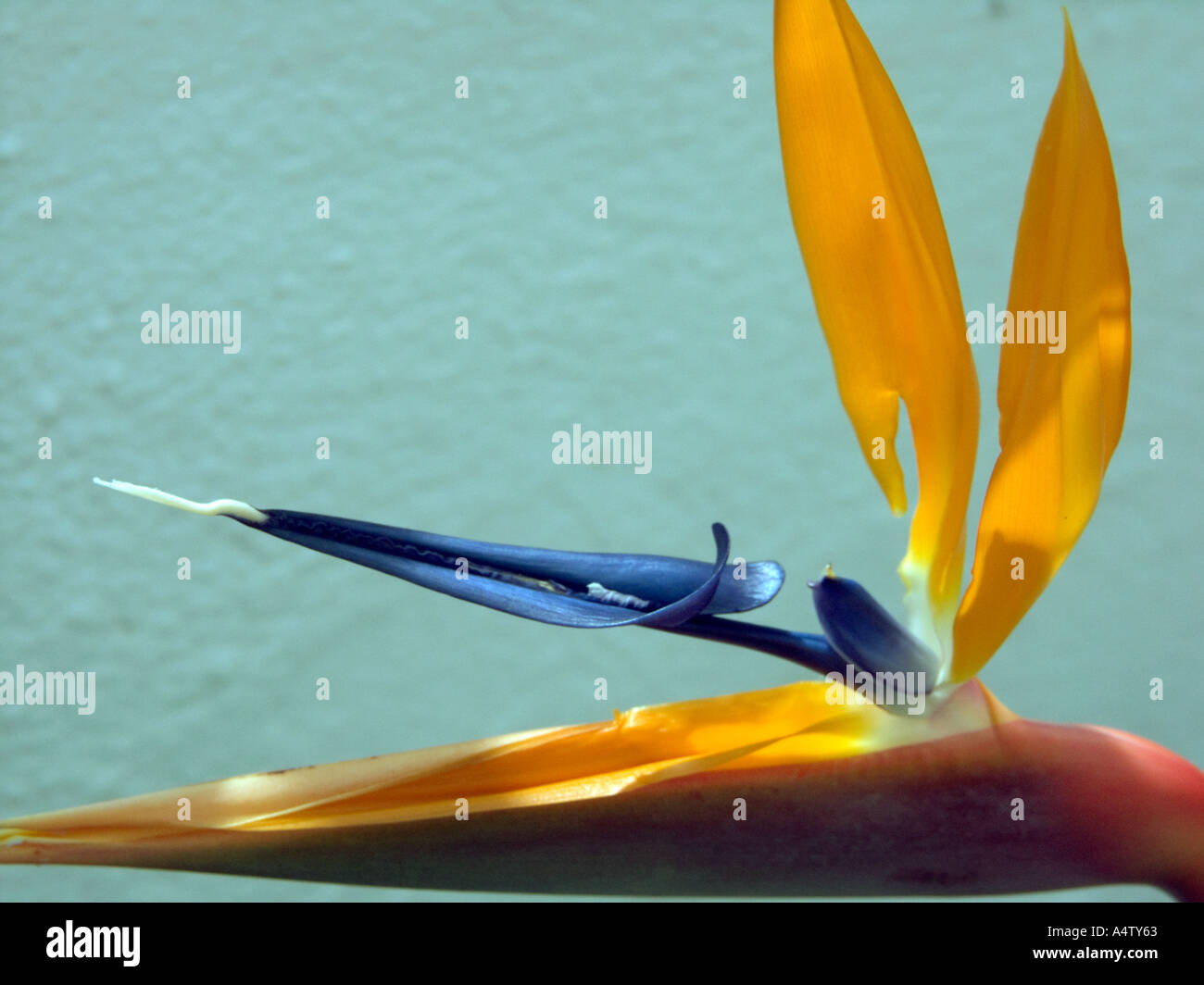Bird of Paradise Flower (Strelitzia reginae), also called Crane Flower ...