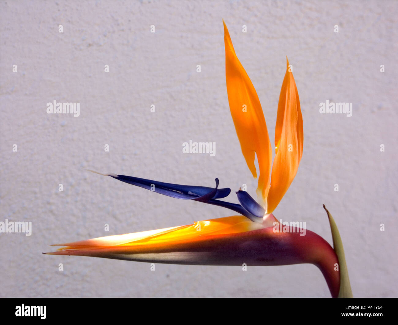 Bird of Paradise Flower (Strelitzia reginae), also called Crane Flower ...