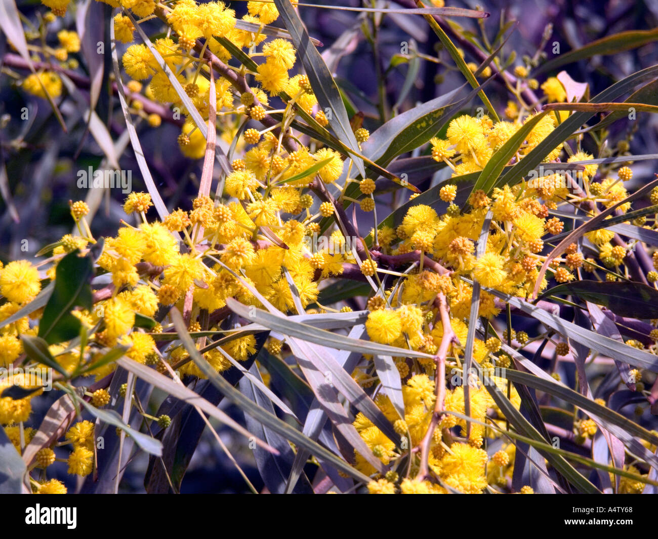 Mimosa or Golden Wattle tree (Acacia saligna) in flower , also known as ...