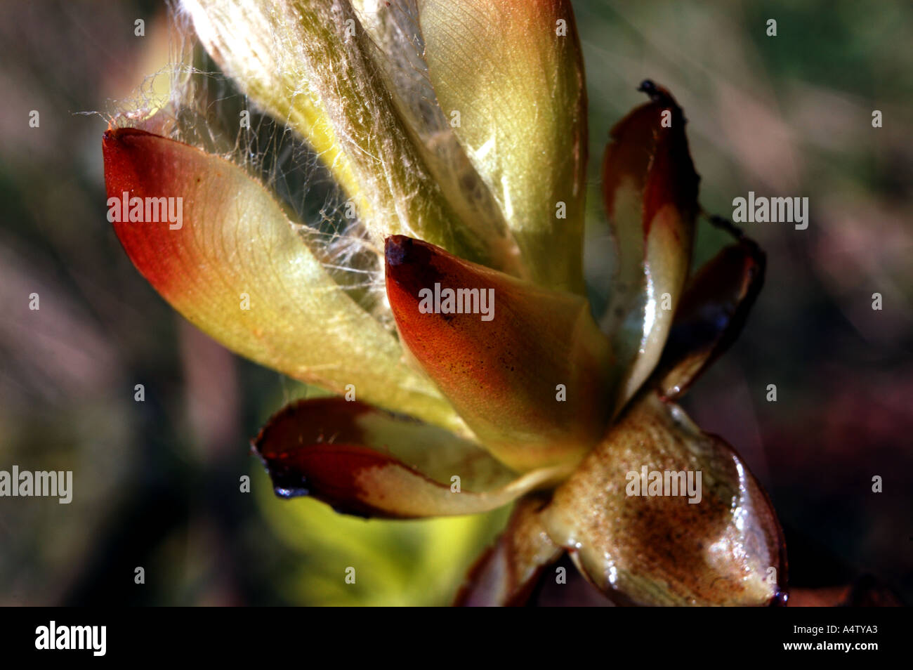 Horse chestnut sticky bud Stock Photo - Alamy