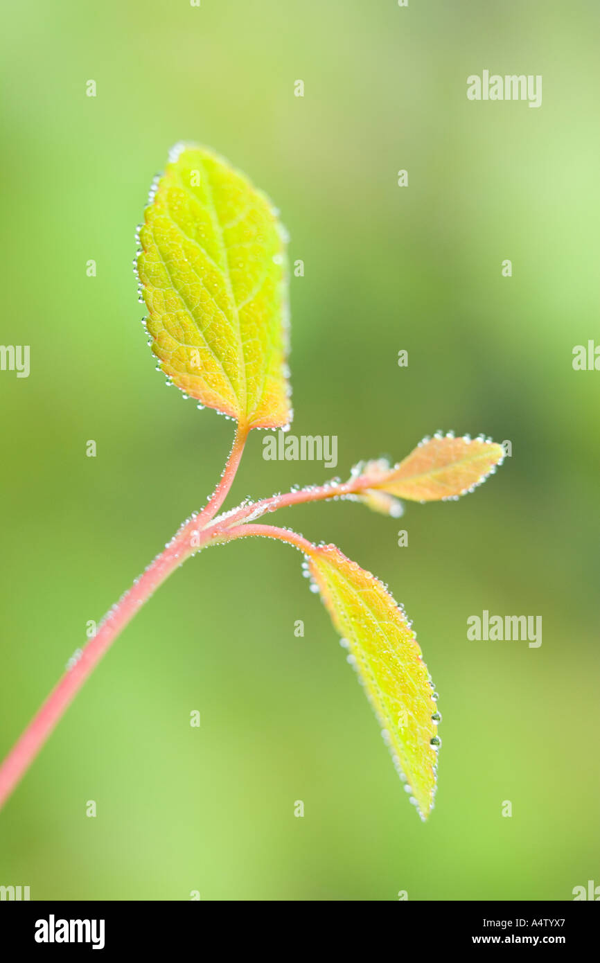 New Leaves of Katsura Tree Cercidiphyllum japonicum Stock Photo - Alamy