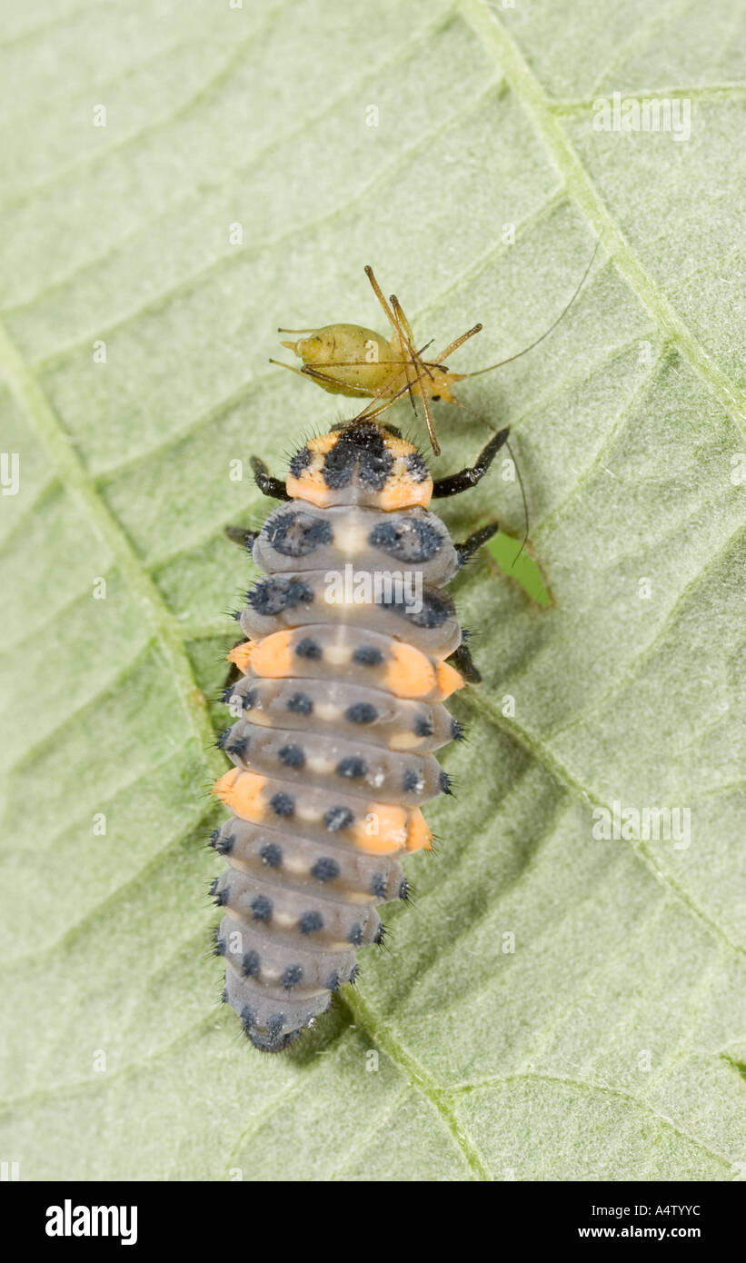 Seven spot Ladybird "Coccinella 7-punctata" larva feeding on Rose Aphid ...