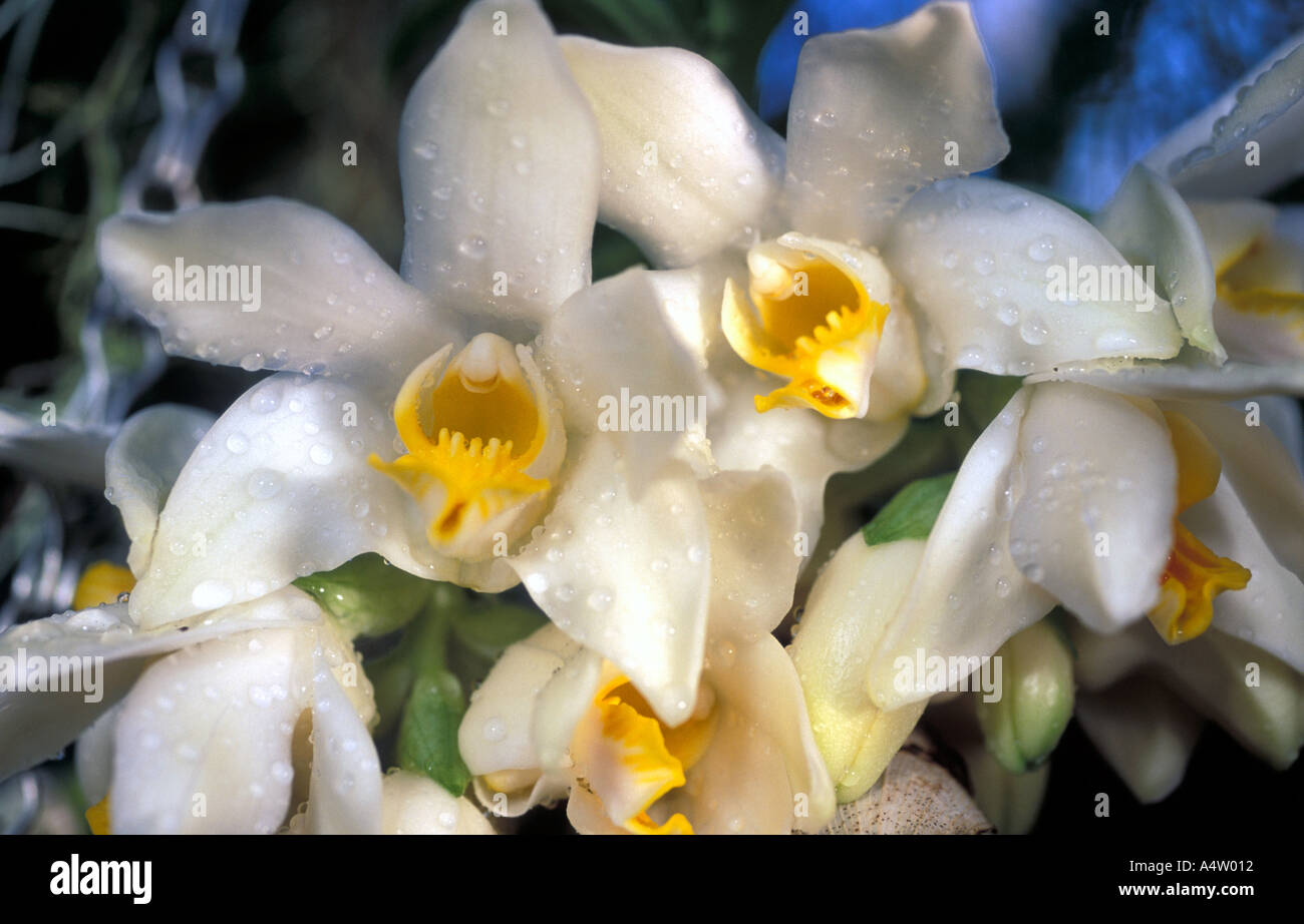 Chysis bractescens hi-res stock photography and images - Alamy
