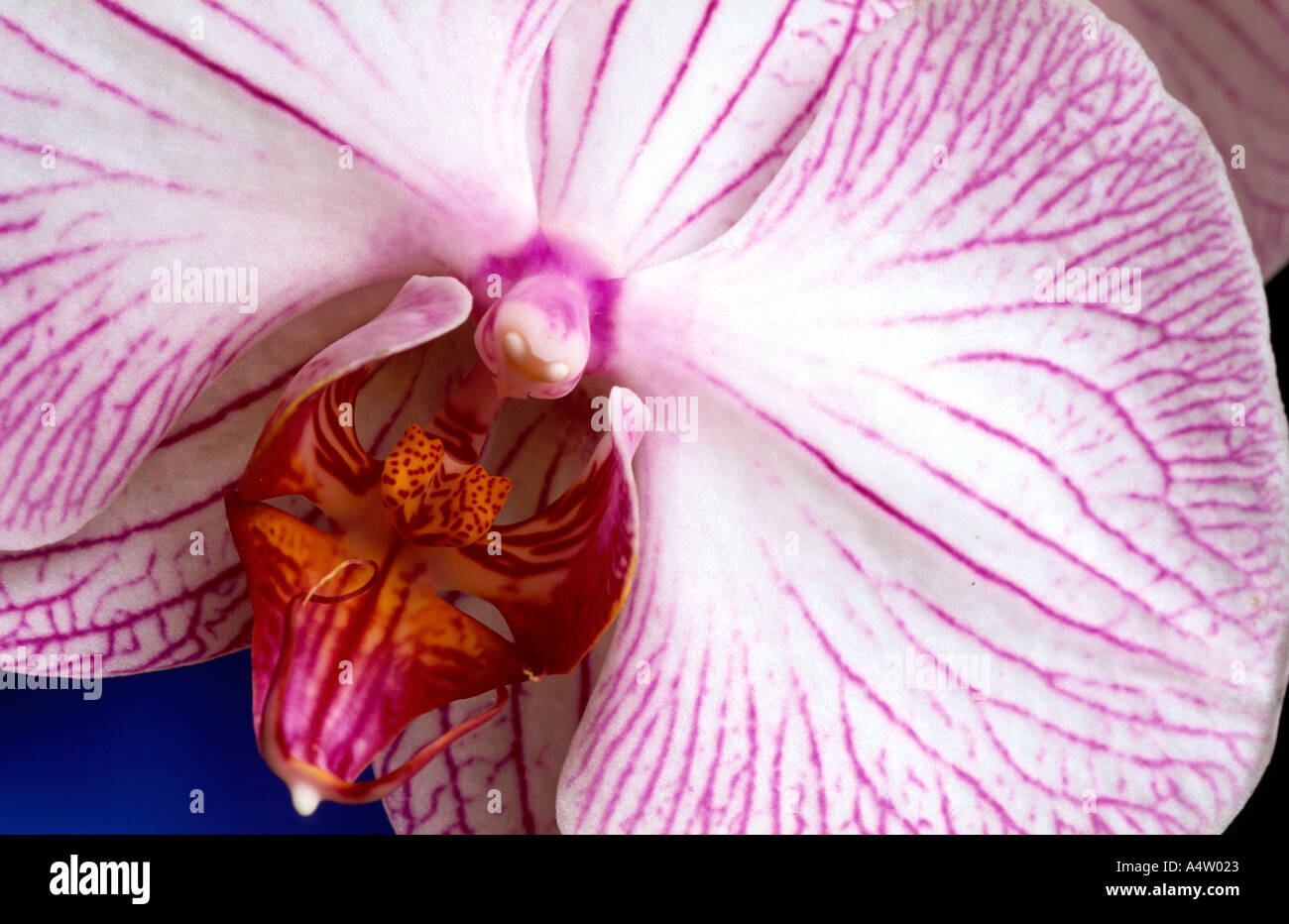 Pink candy orchid hi-res stock photography and images - Alamy