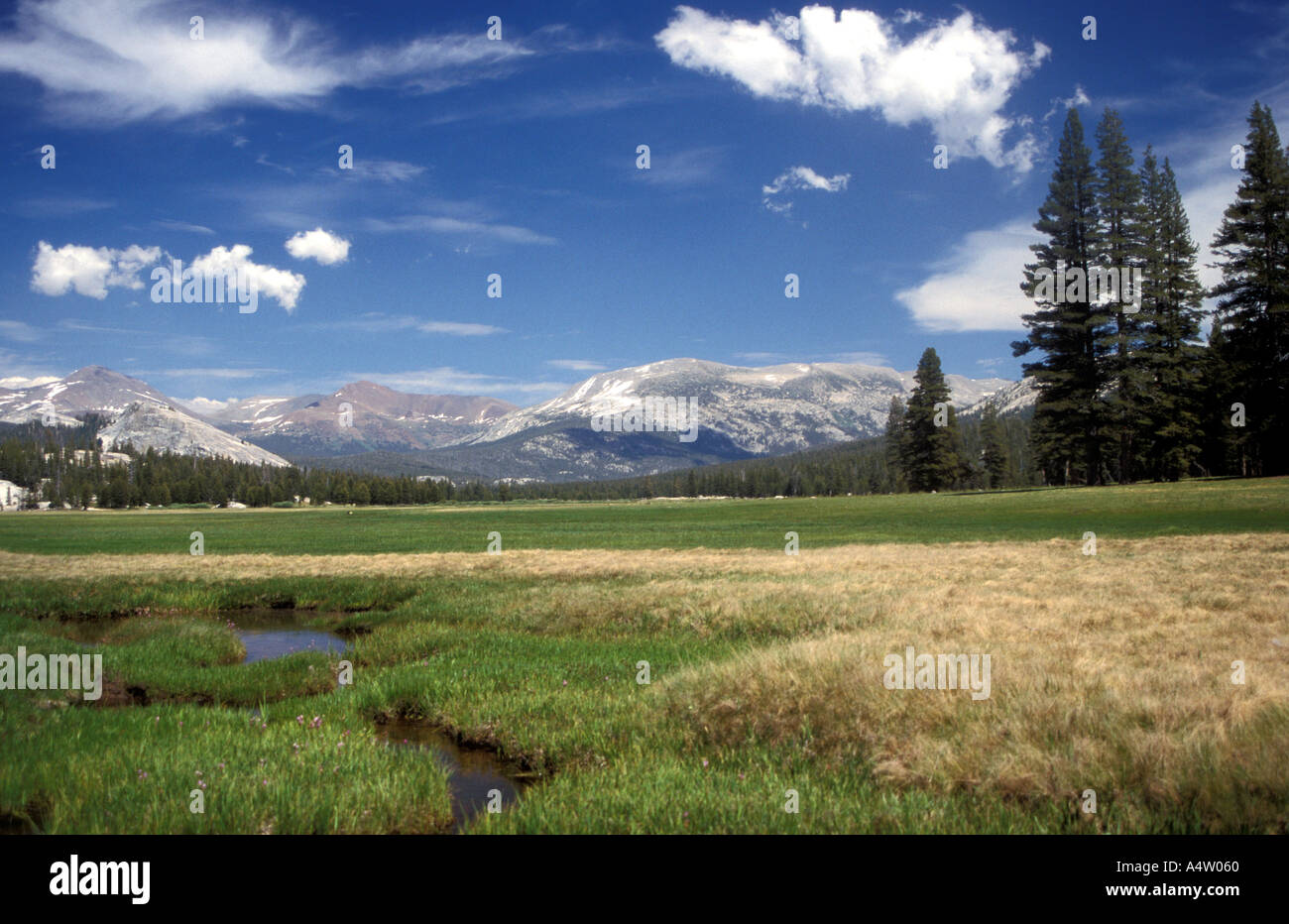Sub alpine meadow Stock Photo - Alamy