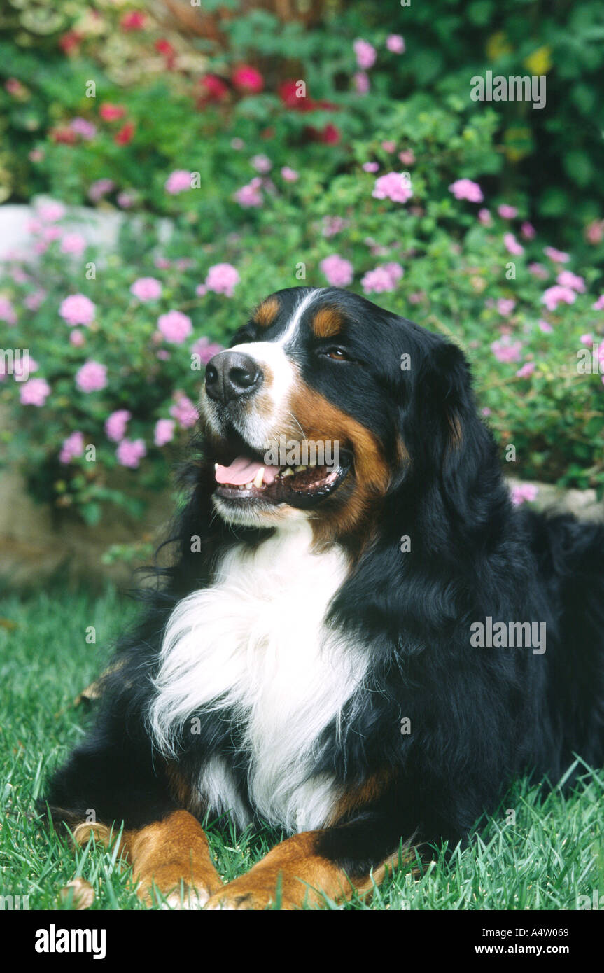 Portrait mutt dog hi-res stock photography and images - Alamy