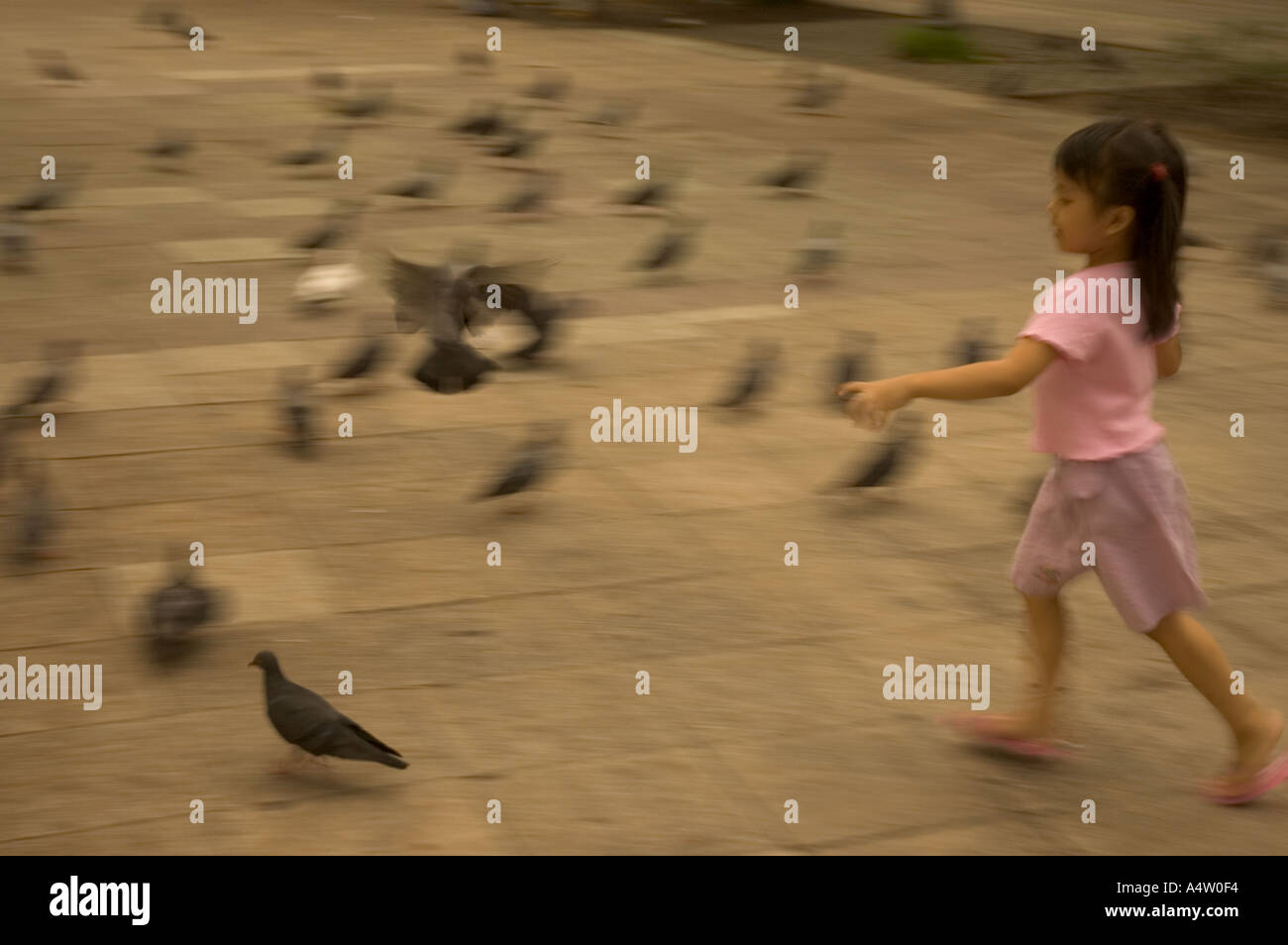 Girl chasing pigeons Bangkok Thailand Stock Photo - Alamy