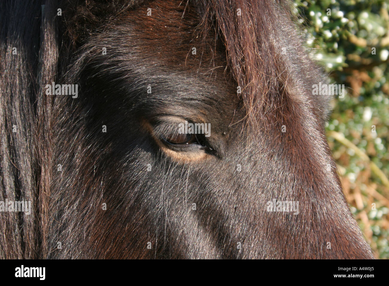 Close view of a pony in the New Forest Stock Photo - Alamy