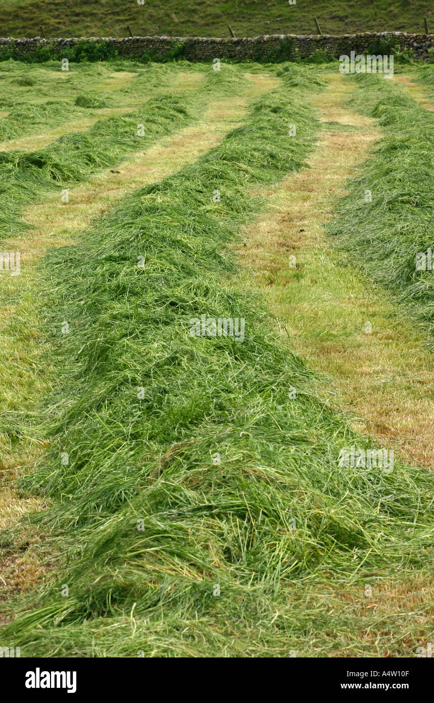 Grass cuttings hi-res stock photography and images - Alamy
