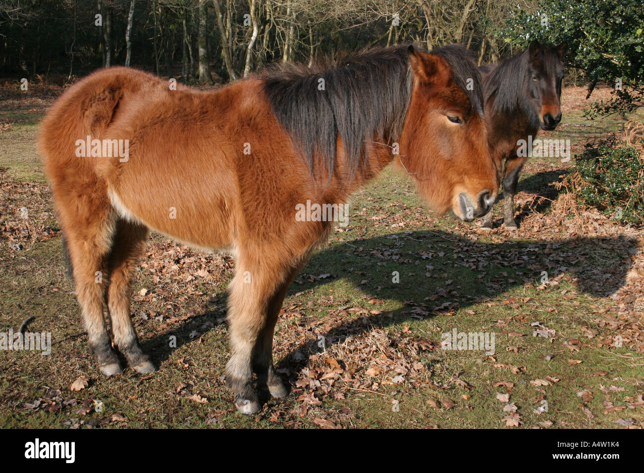 Animals of the new forest hi-res stock photography and images - Alamy