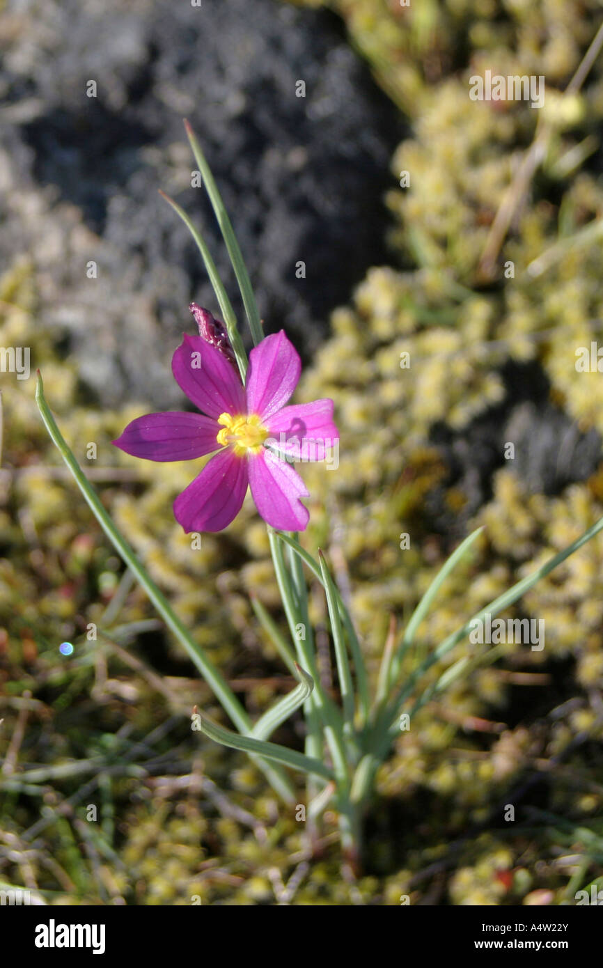 Douglasi hi-res stock photography and images - Alamy