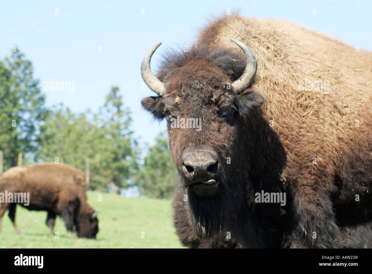 Buffalo In Oregon High Resolution Stock Photography and Images - Alamy