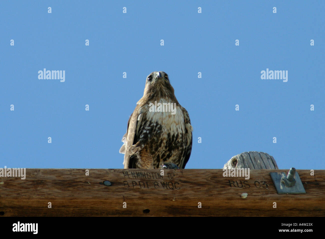 Red Tail Hawk perched with rodent in talons Stock Photo - Alamy