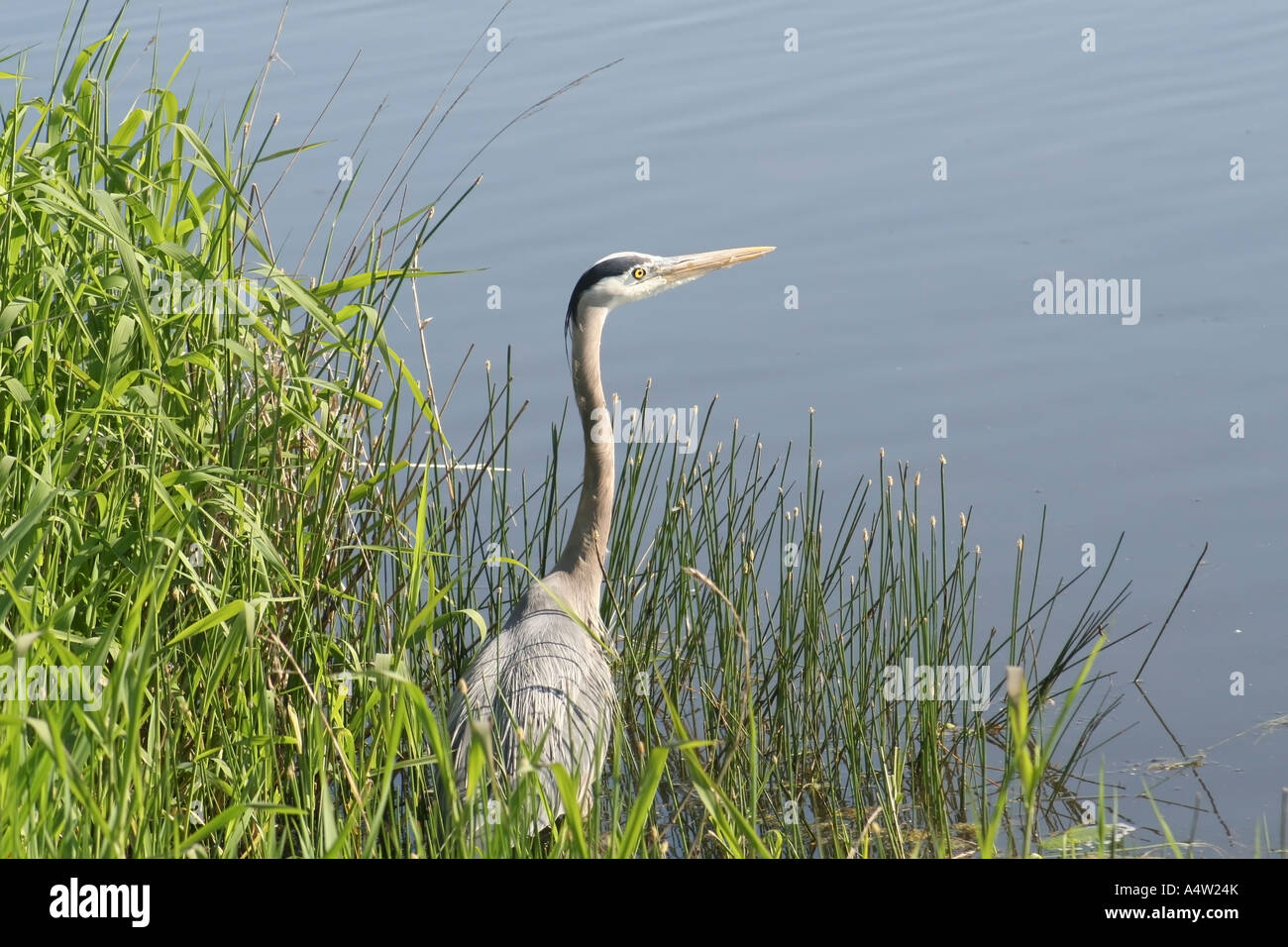Great Blue Heron Looking over water Stock Photo - Alamy