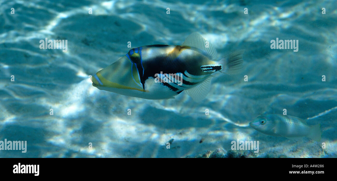 Sun dappled ocean hi-res stock photography and images - Alamy