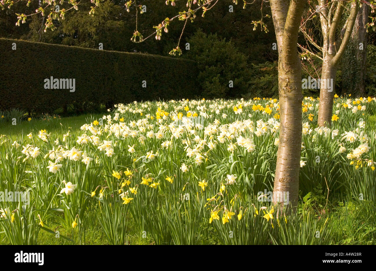 daffodils narcissus around trees in a spring countryside scene in ...