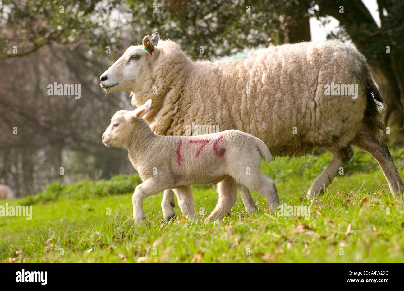 English rural farm scene lamb hi-res stock photography and images - Alamy