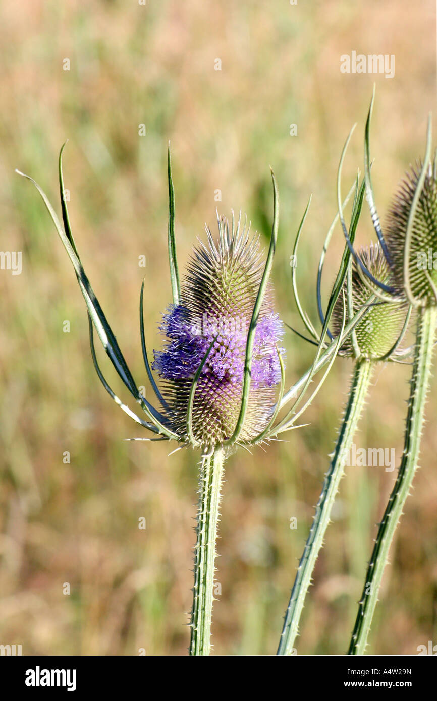 Fullers teasel hi-res stock photography and images - Alamy