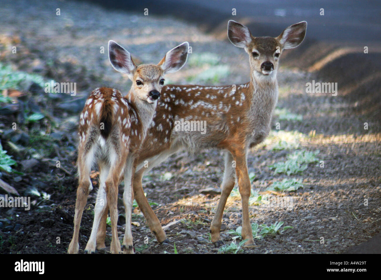 Two Blacktail Deer Fawns Odocoileus hemionus Stock Photo - Alamy