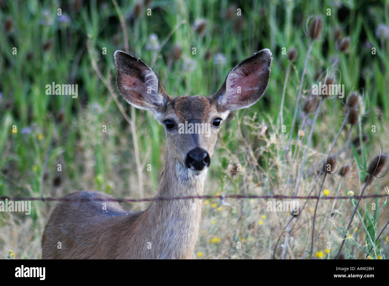 Female Doe Blacktail Deer Odocoileus hemionus Stock Photo - Alamy