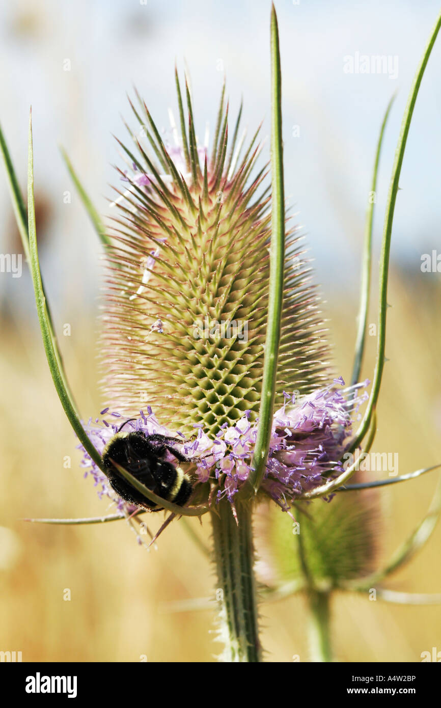 S teasel hi-res stock photography and images - Alamy