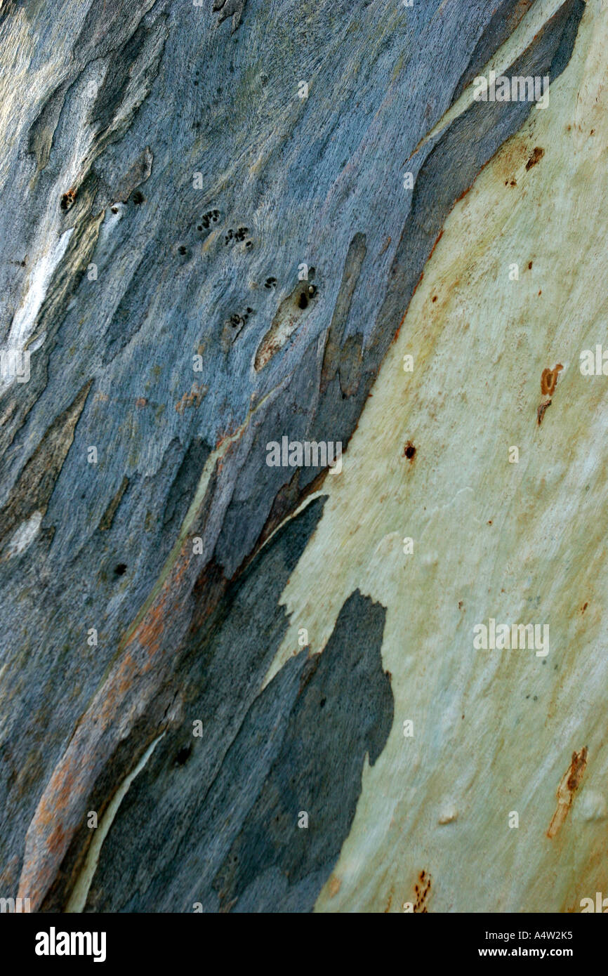 Close up of eucalyptus tree bark Australia Stock Photo - Alamy