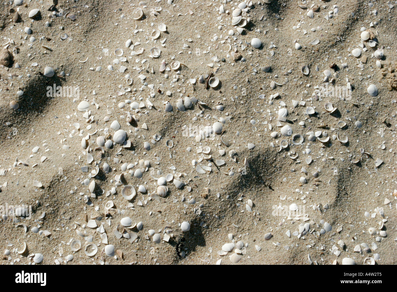Shells in the sand at Point Walter on the Swan River Perth Western ...