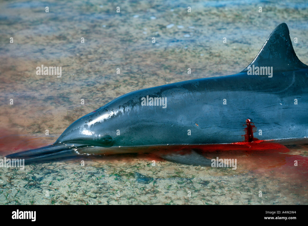 A speared dolphin lies dead and bleeding on the reef shallows Kontu New ...