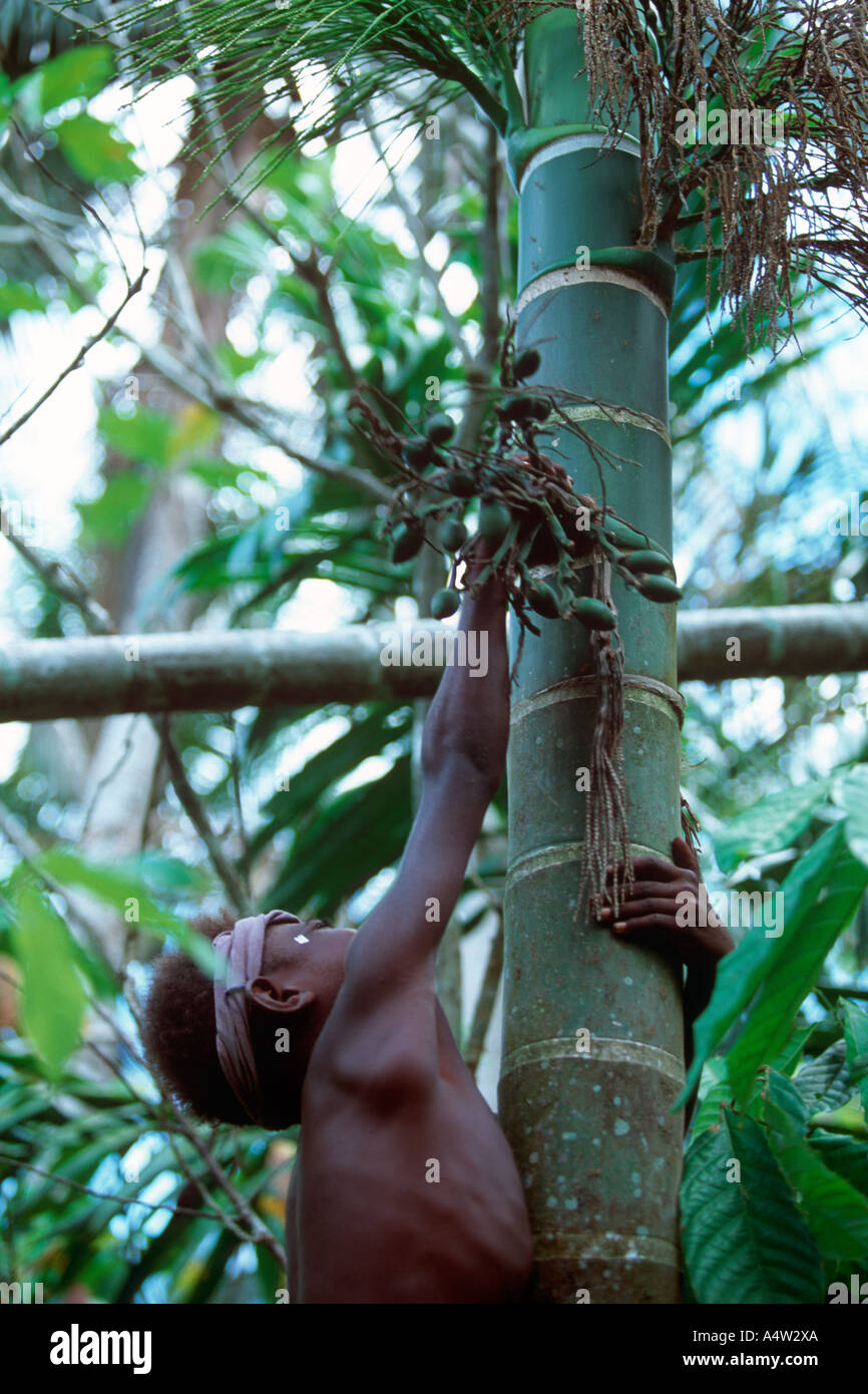 Native boy climbing palm tree hi-res stock photography and images - Alamy