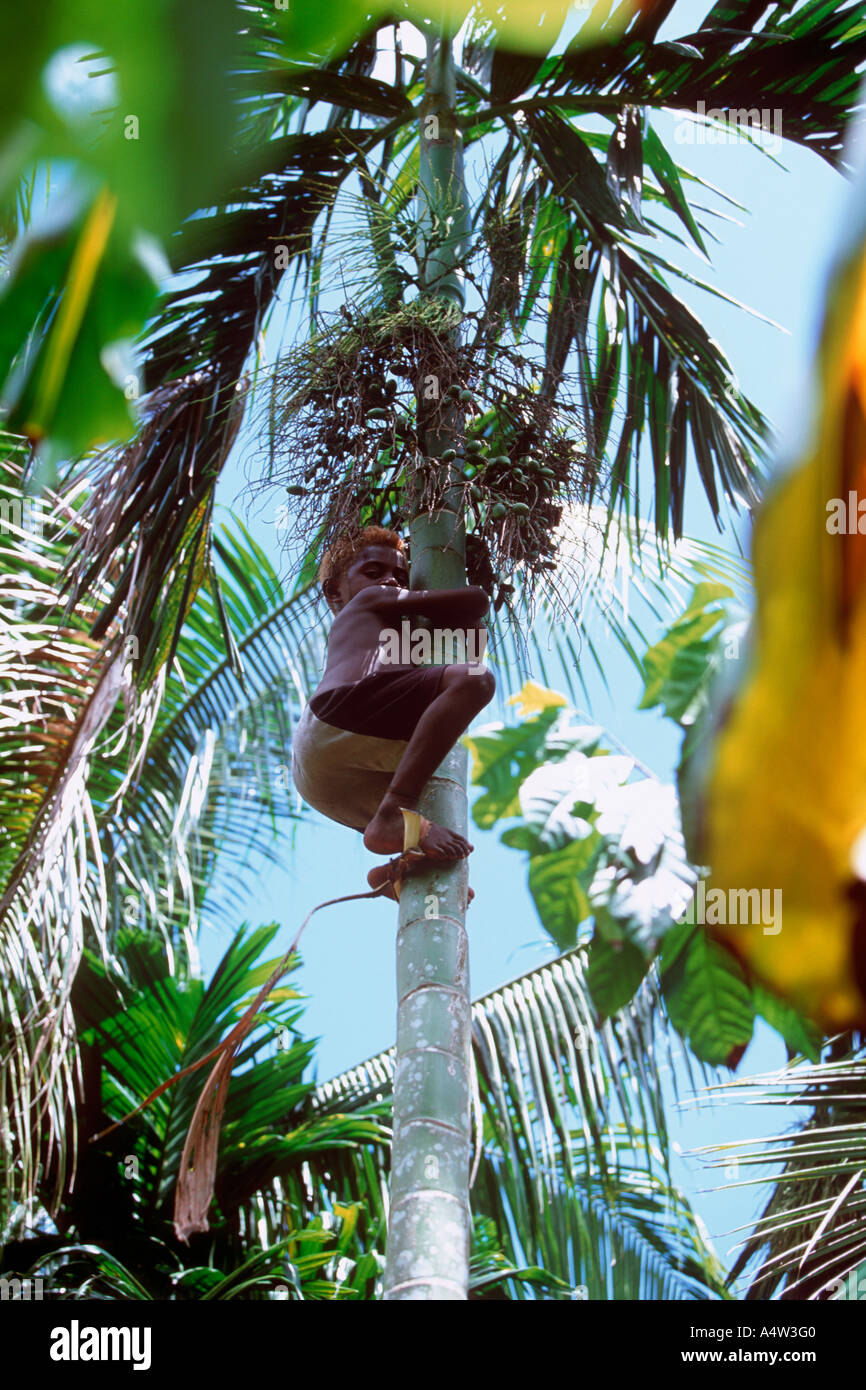 Betel nut tree hi-res stock photography and images - Alamy