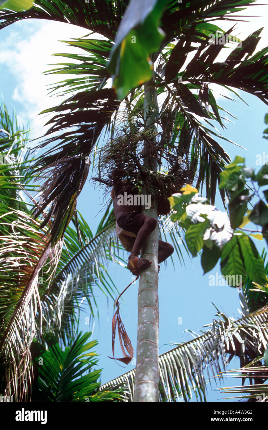 Betel nut tree hi-res stock photography and images - Alamy