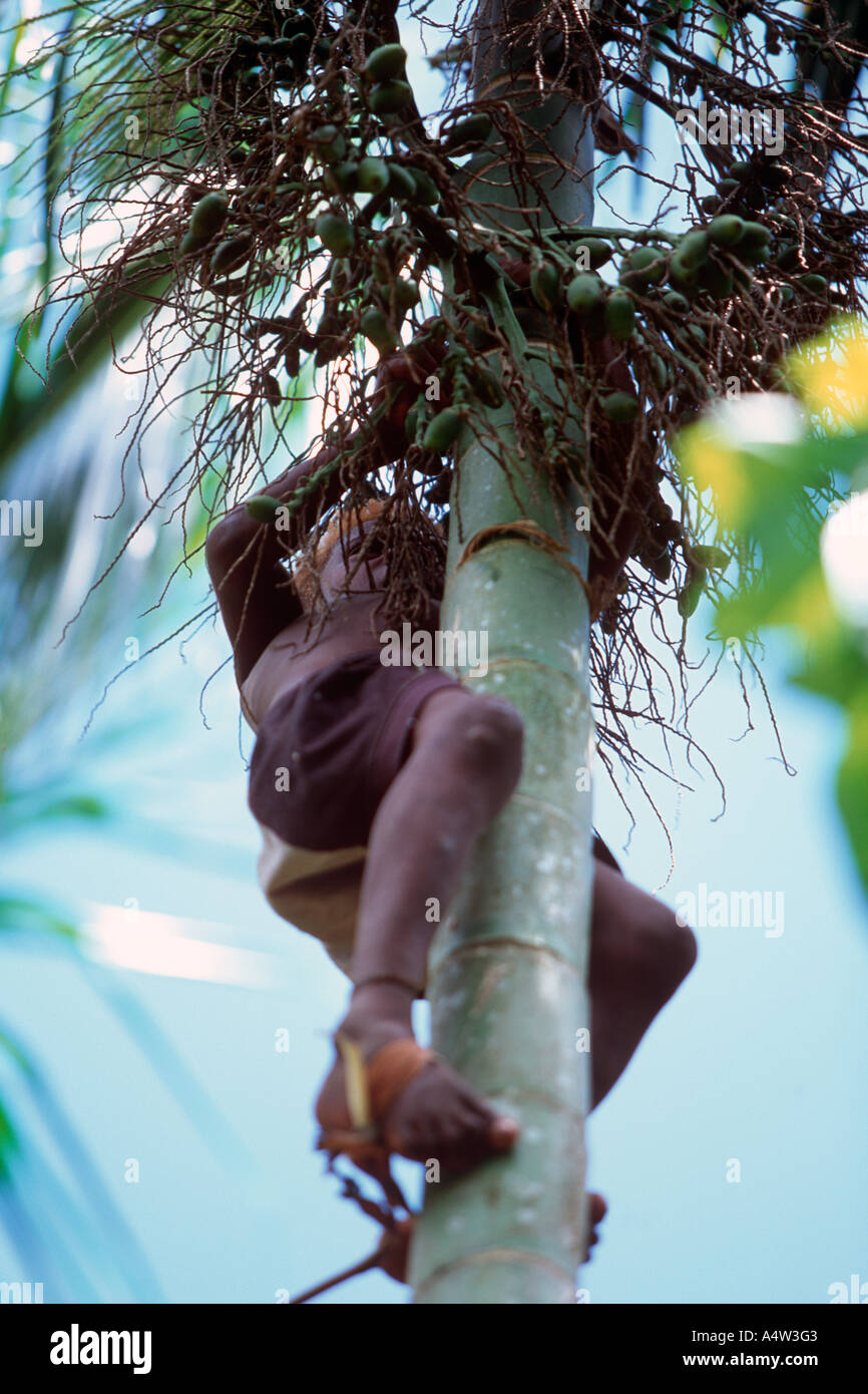 A young boy climbs a betel palm to cut down some betel nuts Kontu New ...